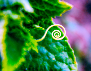 Liberating Structures: Rooted in Complexity Science – BCcampus